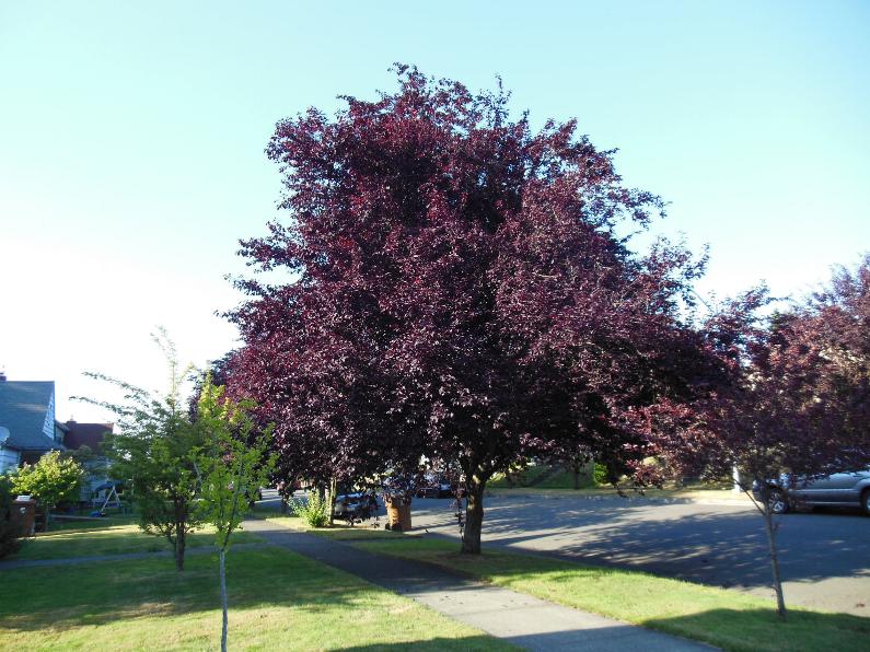 Crazy Old Hippie Chick: Thundercloud Wine?