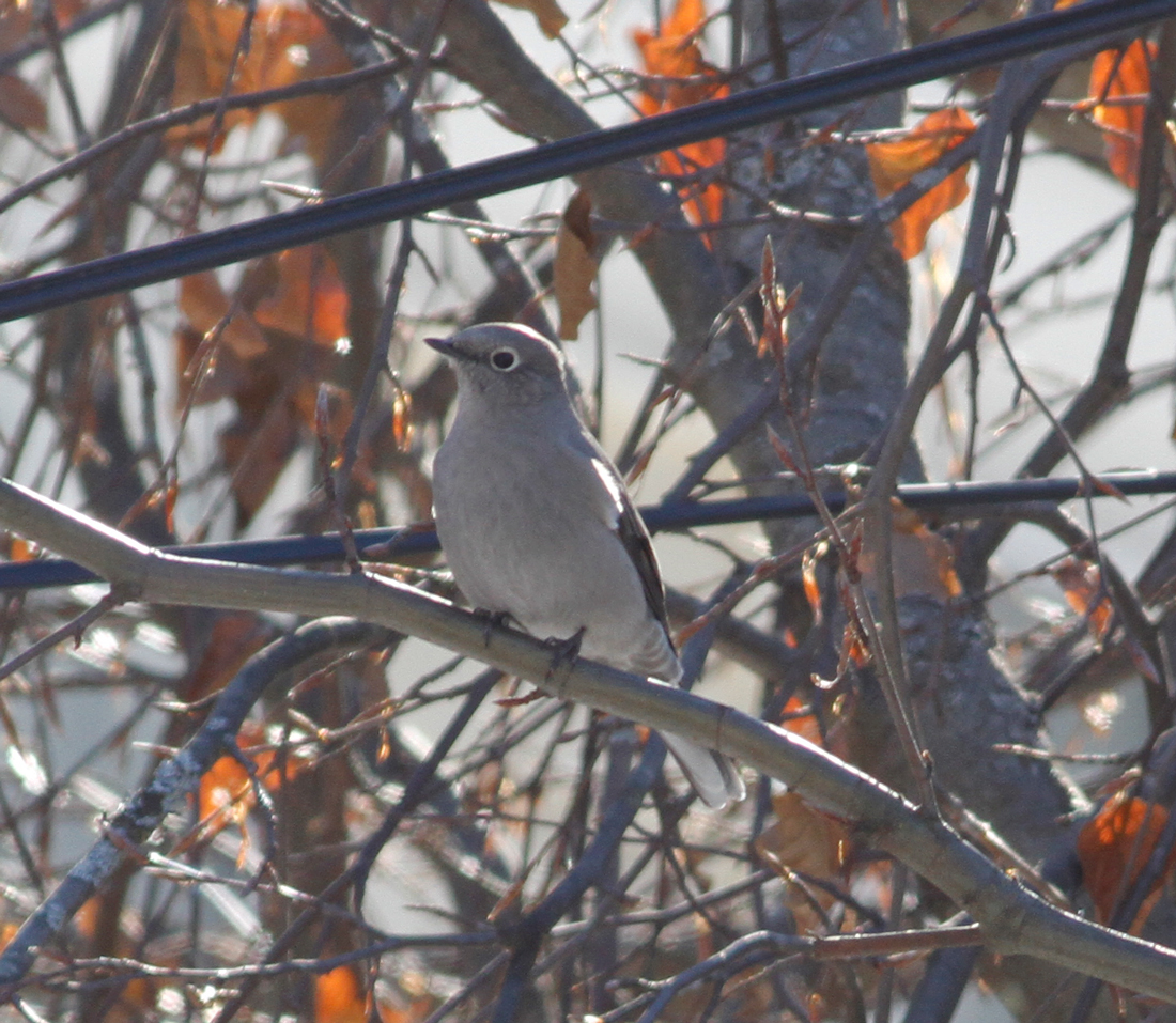 Pioneer Birding: VT - CBC surprise, a Townsend's Solitaire!