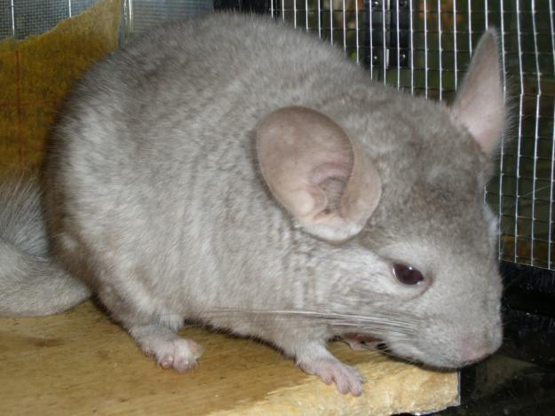Chinchilla | Info and Photos-Images | The Wildlife