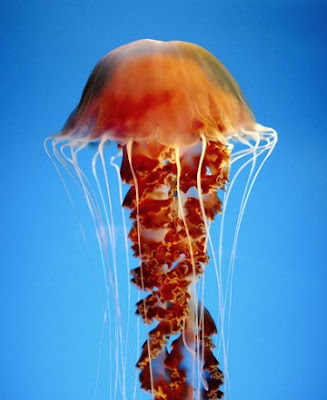 Jellyfish | The Life of Animals