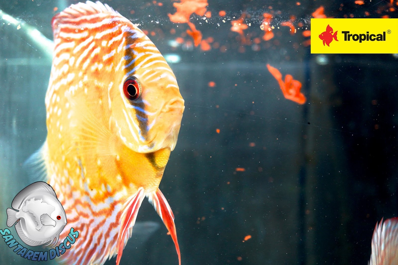 Discus Since 1987 : Feed Wild Discus The best way