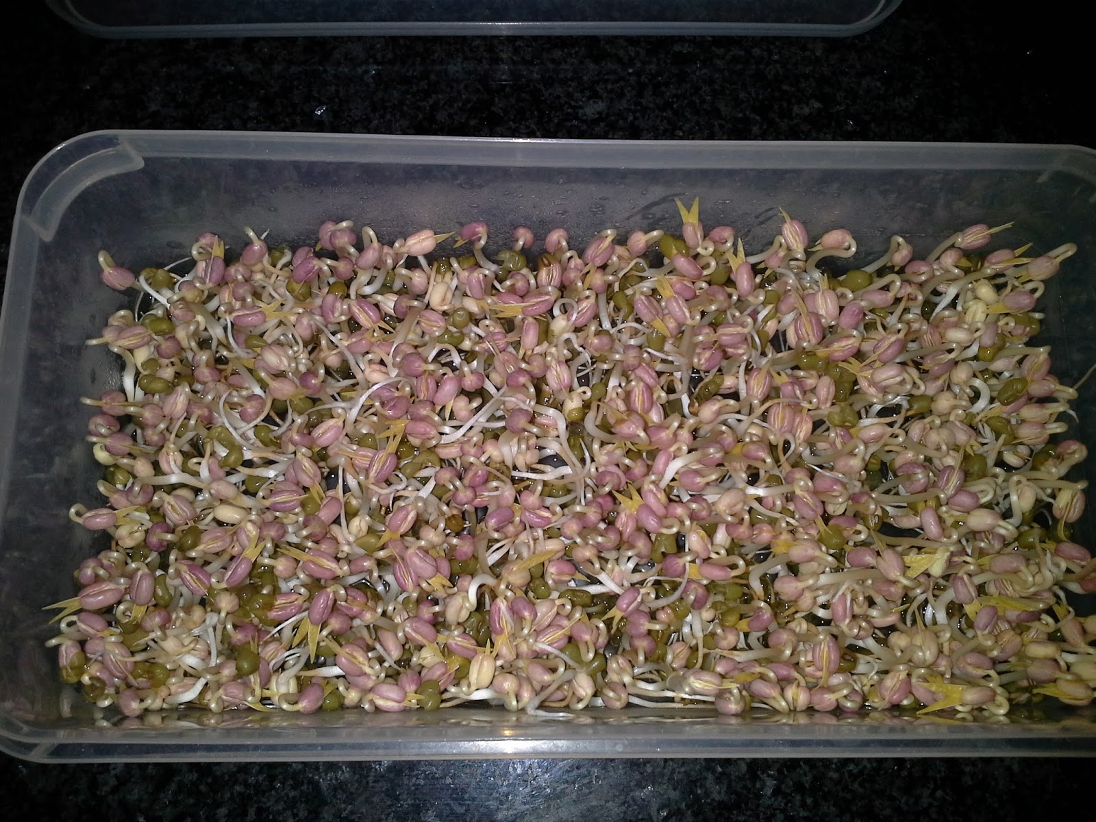 Xefs Catalans: Soja germinada