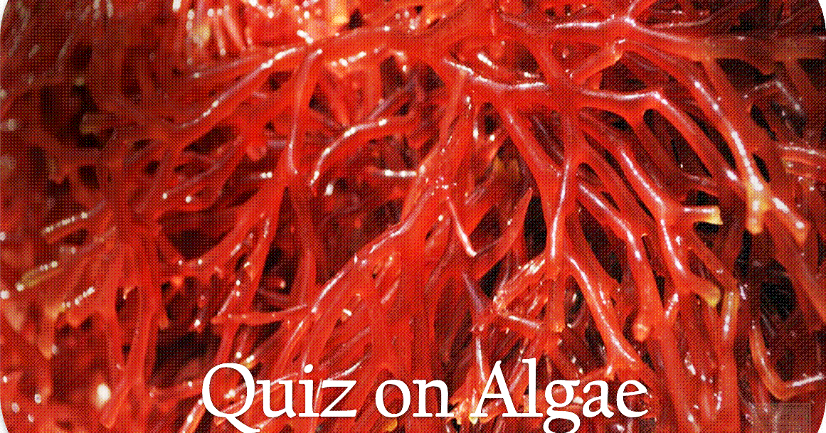 Quiz on Algae - Phycology Quiz | Biology Quiz Online