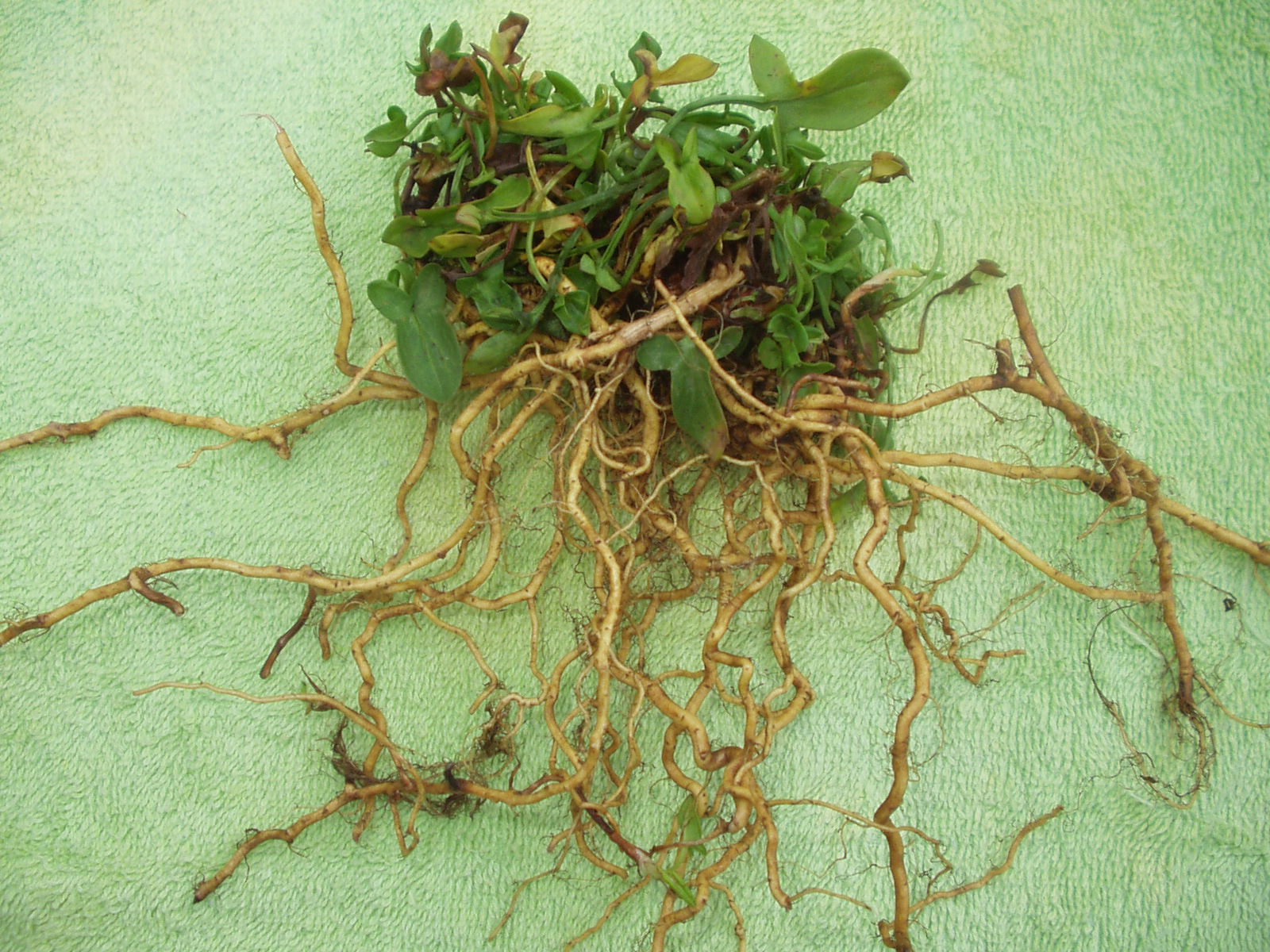 Sorrel Root
