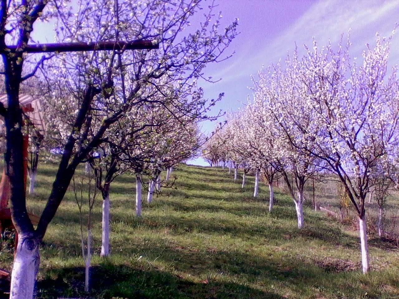 Livada inflorita 2014 | BRICOLAJ - GRADINA - SFATURI si IDEI