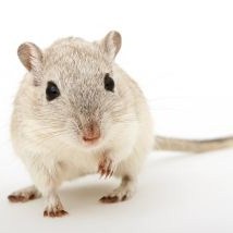 Gerbil (rodent) | Facts About All