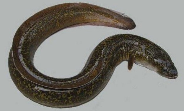 Mengenal Jenis dan Karakter Ikan Sidat - GEMA PERTANIAN