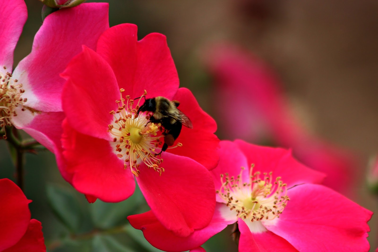 Our Retirement Days: Fall Rose