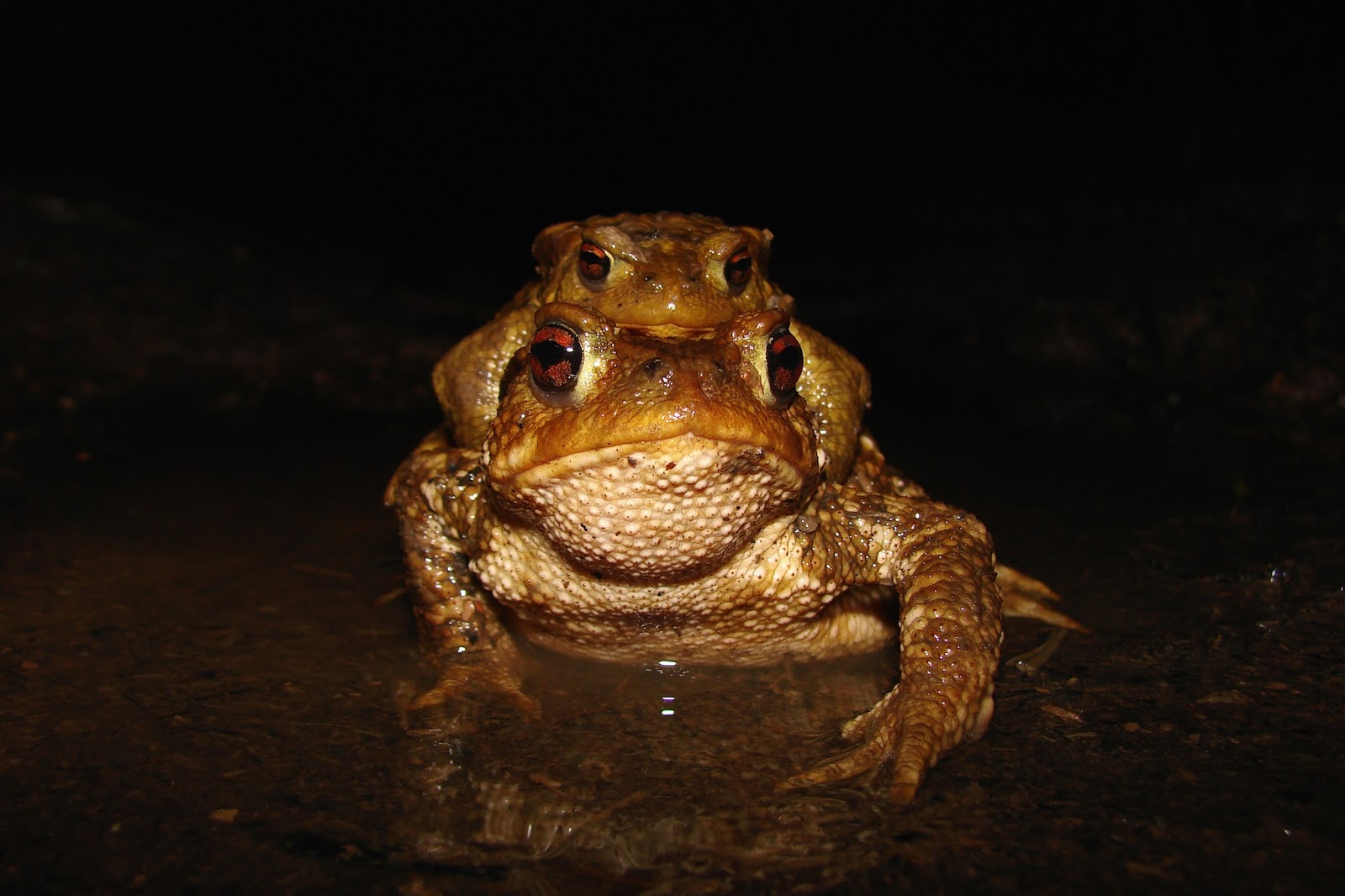O melhor Alentejo do Mundo: Sapo-Comum (Bufo Bufo)