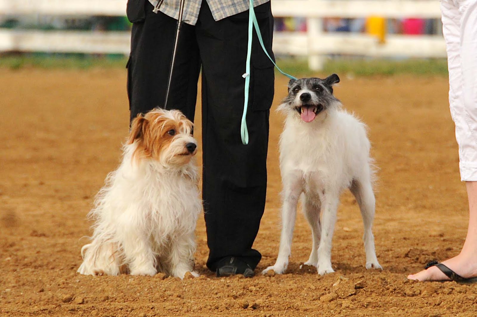 Punkin's Patch: A Dog And Pony Show