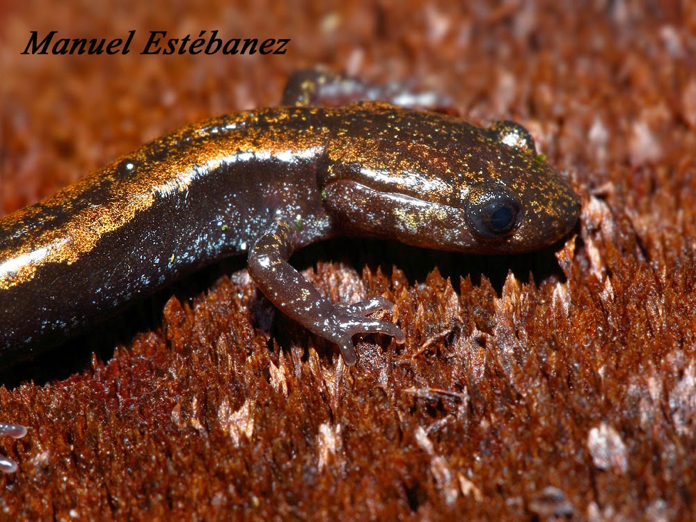 Miradas Cantábricas: Salamandra rabilarga (Chioglossa lusitanica) II