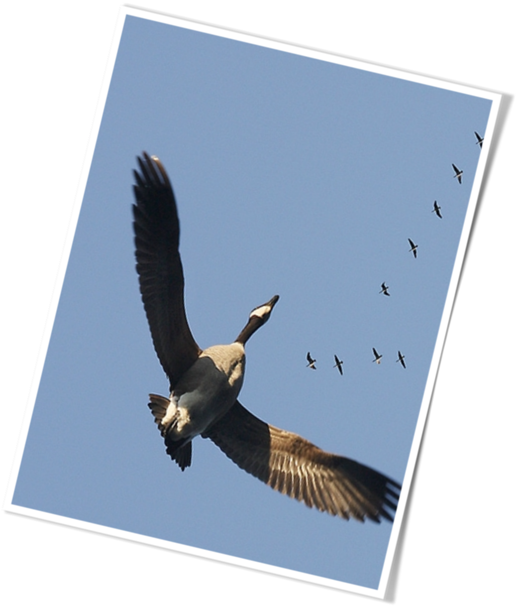 The SMART Leader's Digest: What Geese Can Teach Us About Shared ...