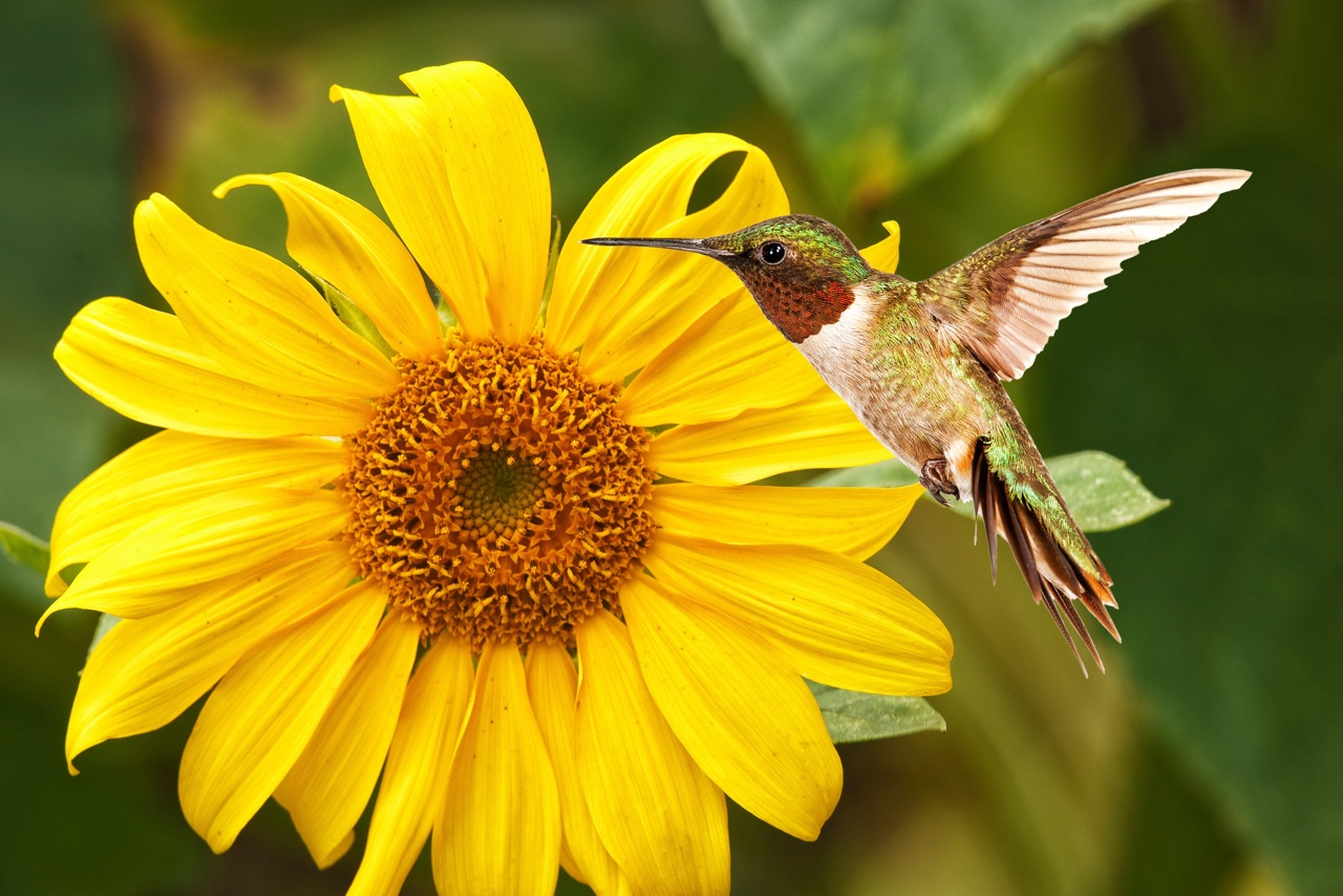 The Friedman Archives Blog: How These Hummingbird Shots Were Taken...