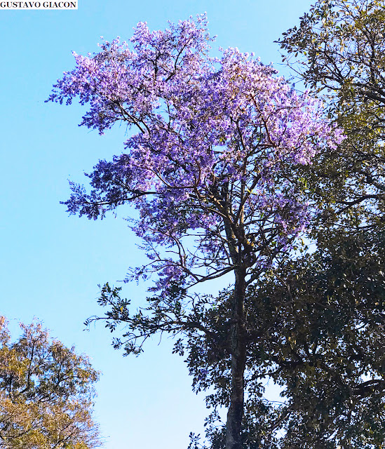 Plantas do Cerrado Paulista: Bowdichia virgilioides - Fabaceae