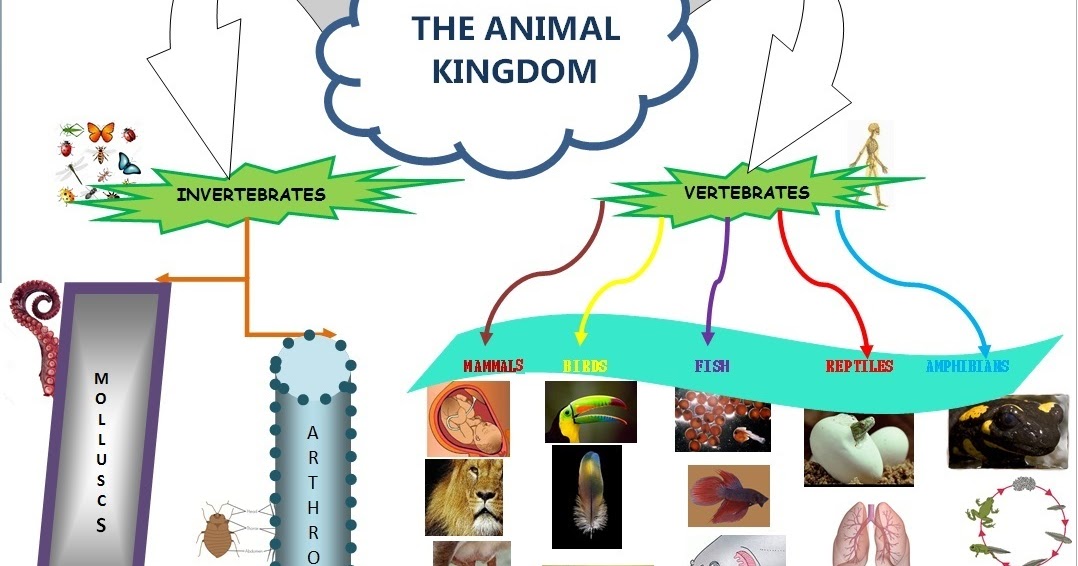 Seneca School - Year 1-2 - Science / English: The Animal Kingdom - MindMap