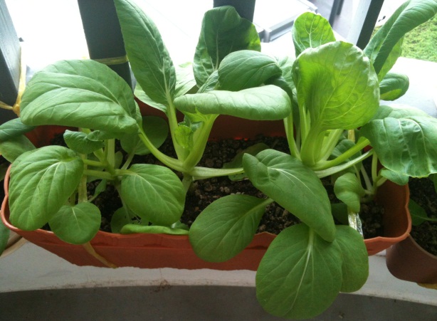 Bake N Cook: 小白菜 - Growing Xiao Bai Cai at Home