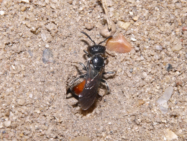 Northwest Norfolk Naturalists: Box-headed Blood Bee