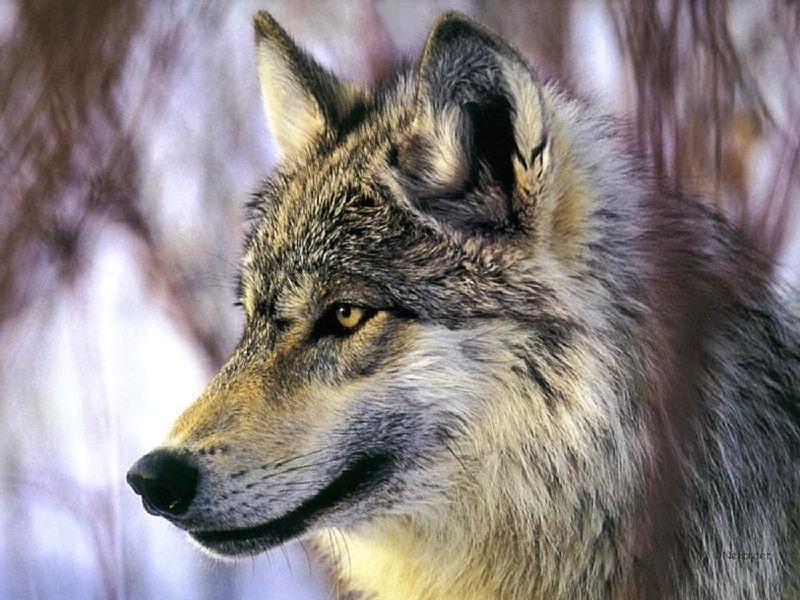 Projetando Pessoas: Os lobos que existem em nós!
