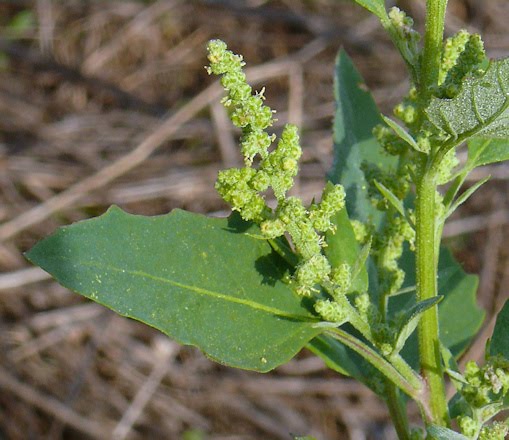 Maleza de Hoja ANCHA ~ Agronutrientes