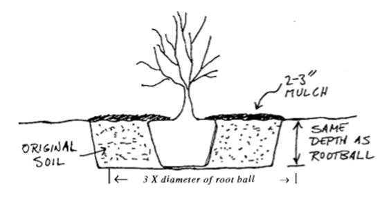 Durham Council of Garden Clubs: Successful Planting of Trees and Shrubs