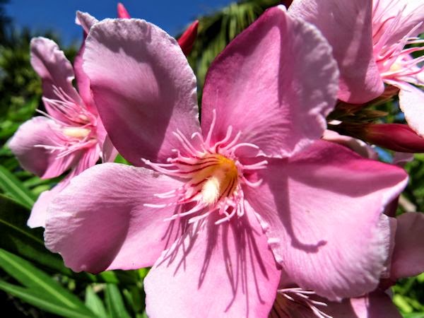 A GUIDE TO NORTHEASTERN GARDENING: The Gardens of Aruba: A Look Beyond ...