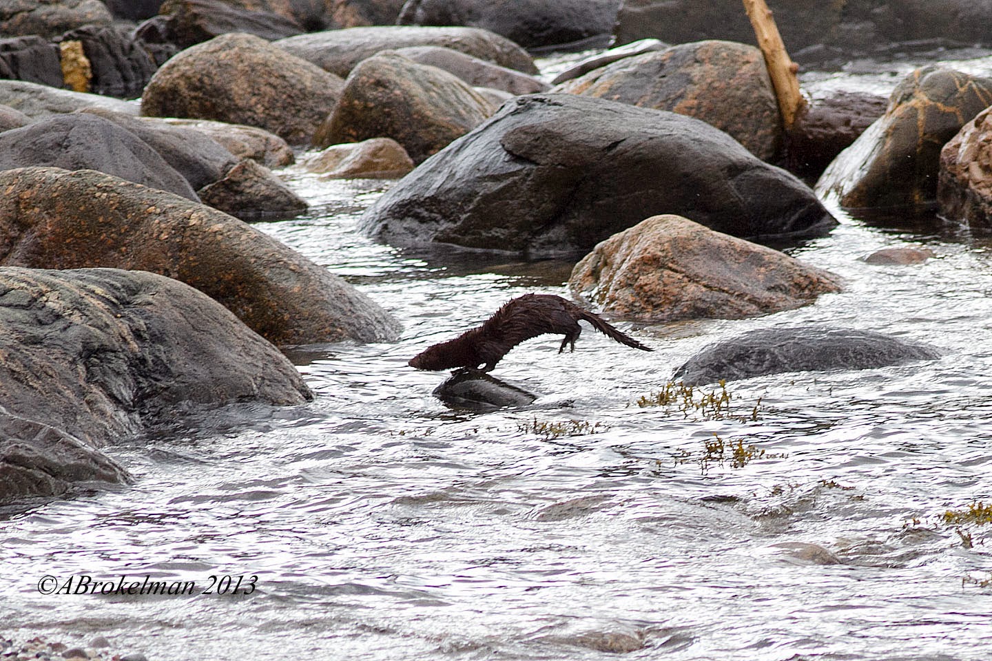 Ann Brokelman Photography: Mink Family by the Cabin - Newfoundland Sept ...