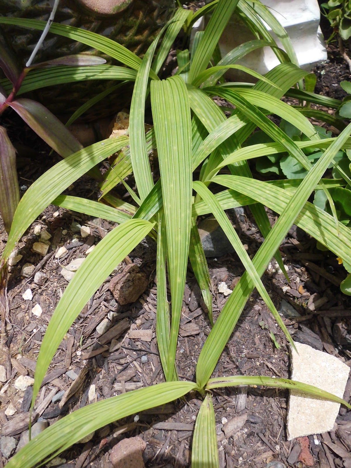 Mi patio y yo: Más plantas