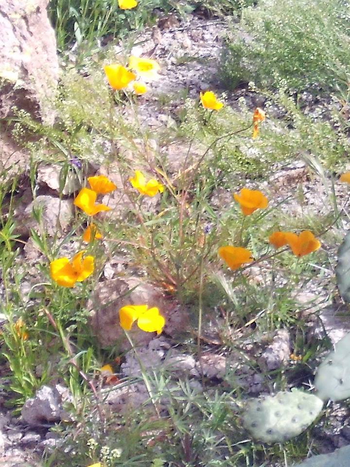 Palm Creek Hikers 2018-2021: March 1, 2019 Fremont Saddle Geronimo's ...