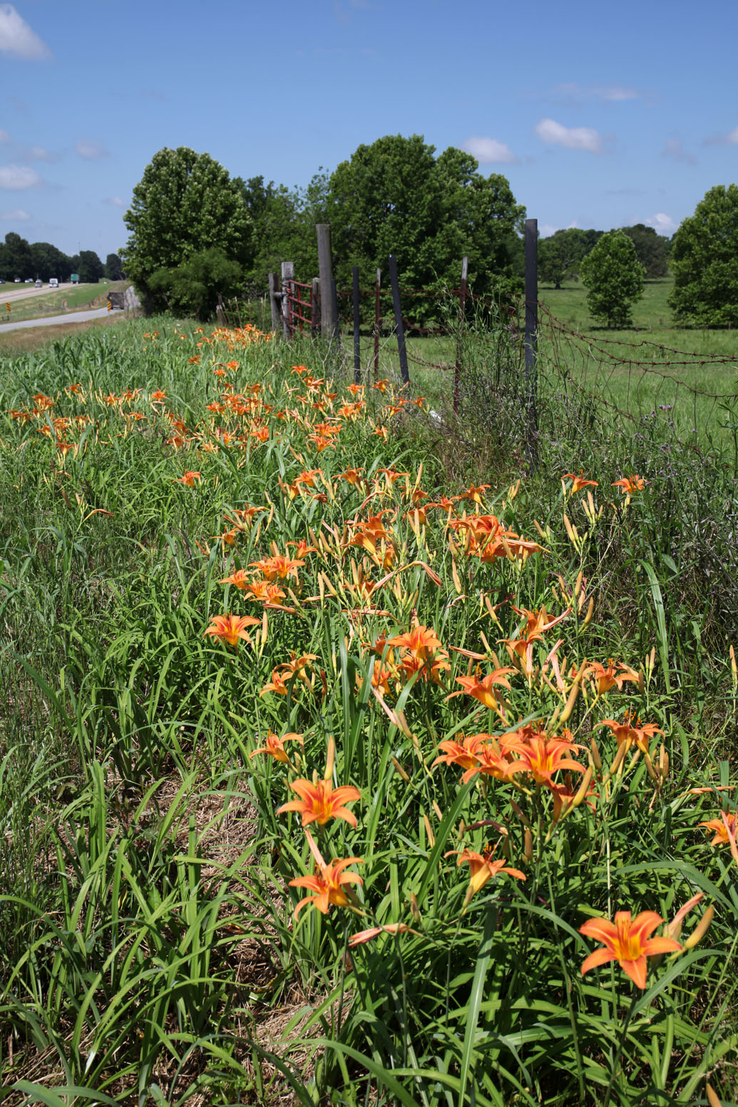 Southern Lagniappe: Wild Lilies
