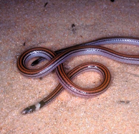 Species New to Science: [Herpetology • 2018] Morphological Variation of ...