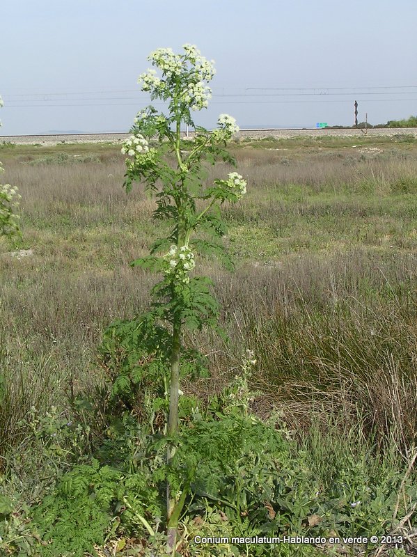 Hablando en verde: Cicuta (Conium maculatum)