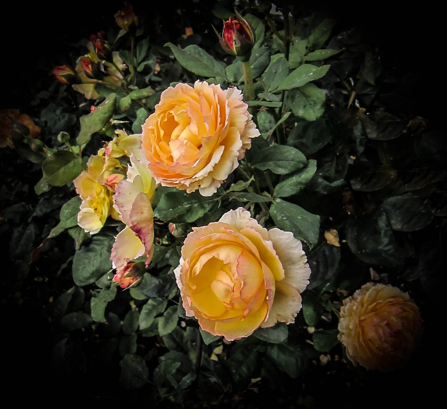 Thom Zehrfeld Photography : Heirloom Roses