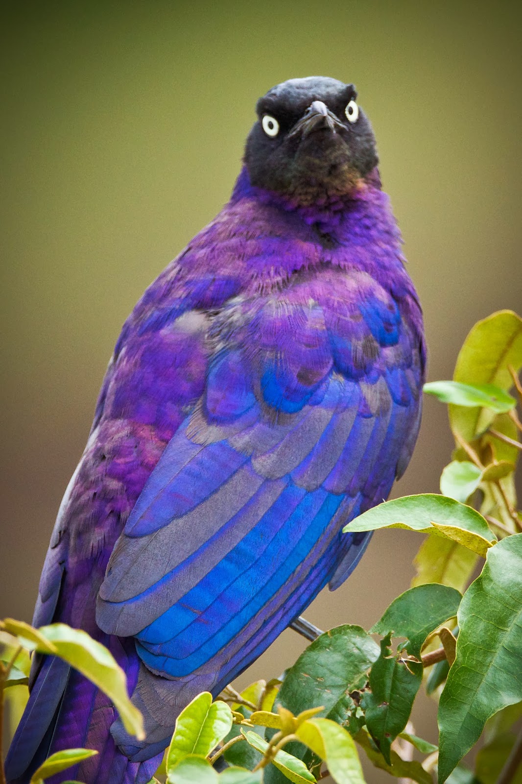 Feather Tailed Stories: African Starlings (Africa Series)