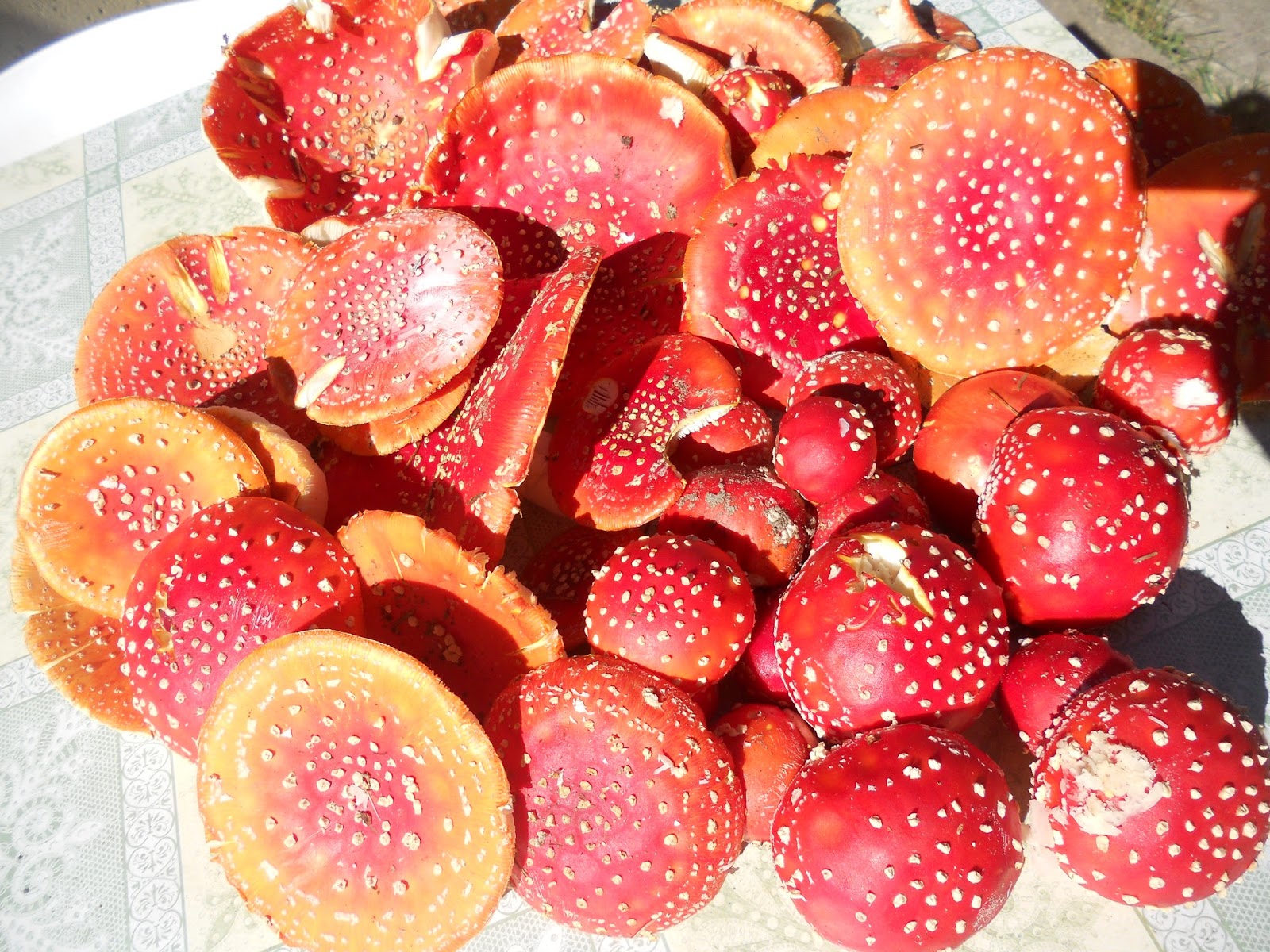 LIAUDIES IŠMINTIS PATARIA (pagal B. Martišienės knygą): SANARIAI ...