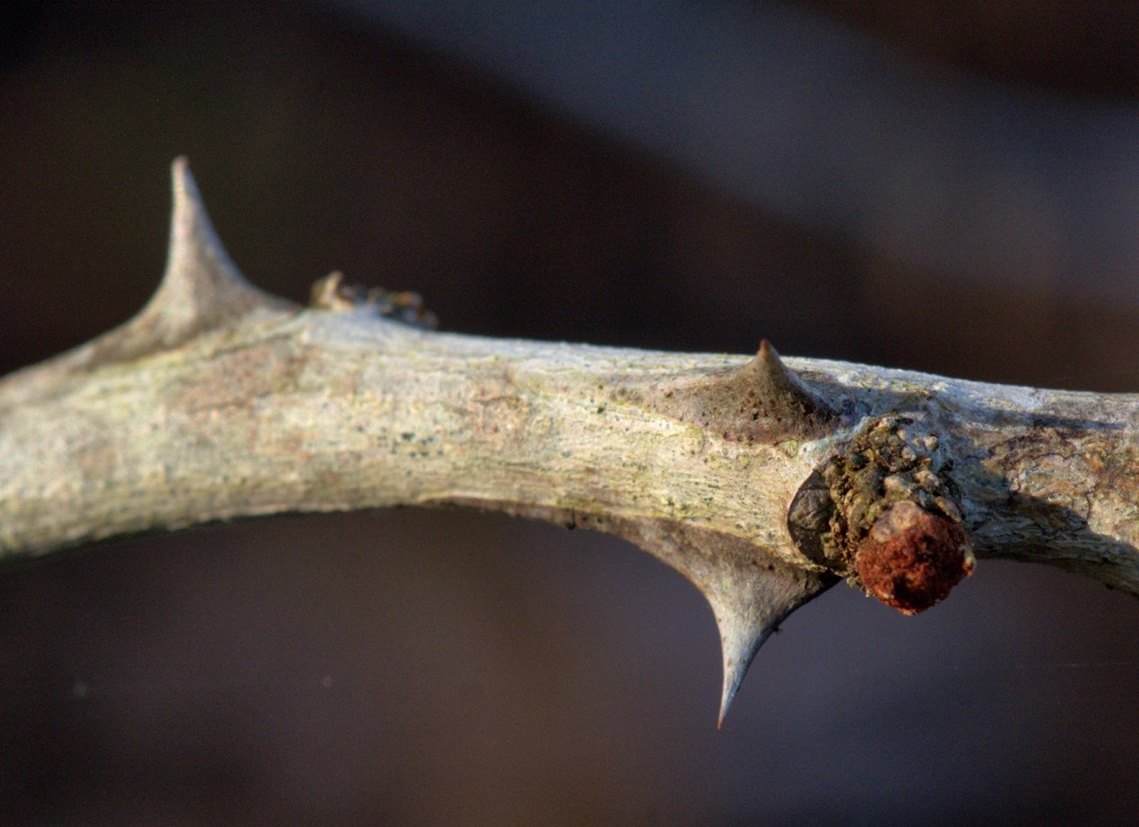 Nature Ramblers: Ramble Report November 16 2017