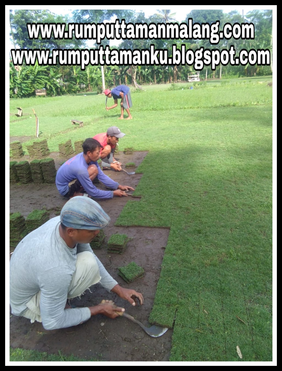 Harga jual rumput manila zoysia matrella di Jakarta Oktober Tahun 2023 ...