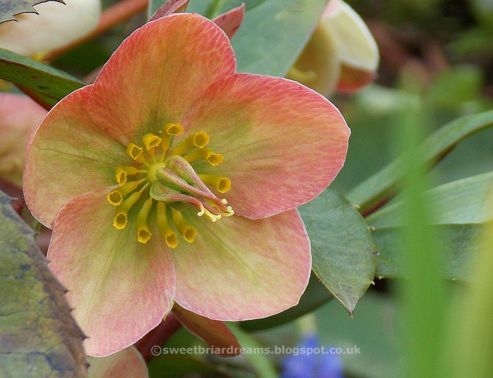 Sweetbriar Dreams: Spring Means New Life