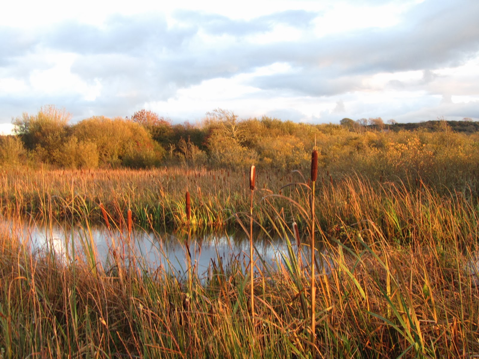Wetlands Lover: November 2013