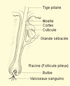 Bella Au Naturel: Les Cheveux - De quoi sont-ils composés ? Sont-ils ...