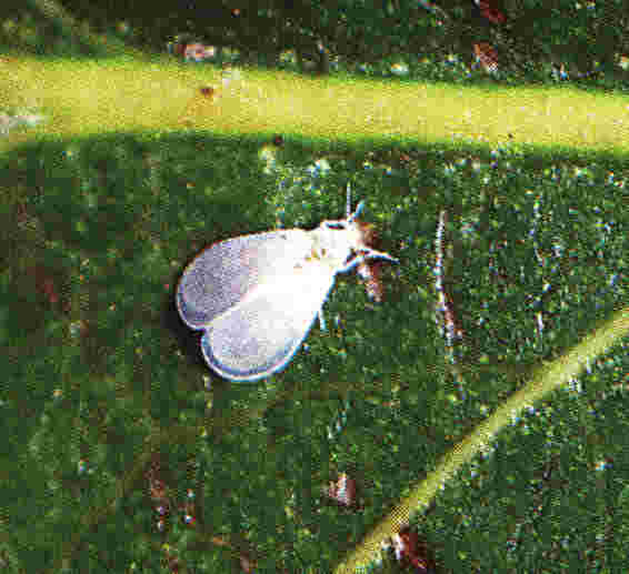 Pleurothallidinae: - LES RAVAGEURS : mouche de la sphaigne ; aleurode.