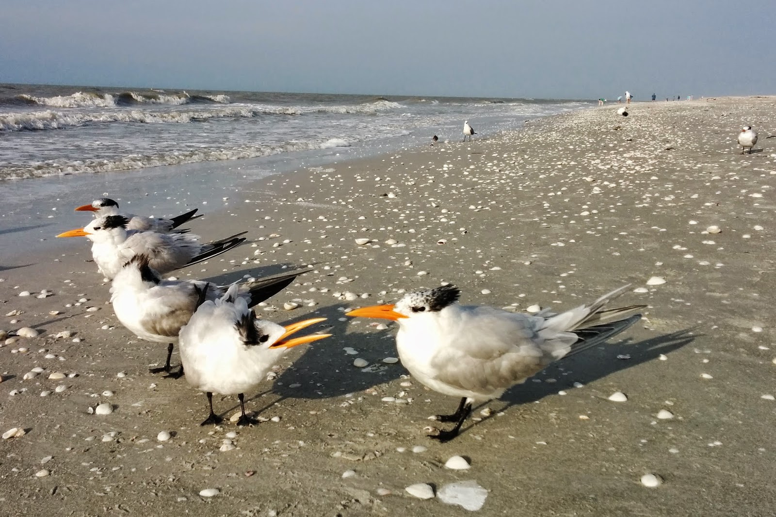 J-TWO-O: Birding, Beaching & Shelling on Sanibel Island