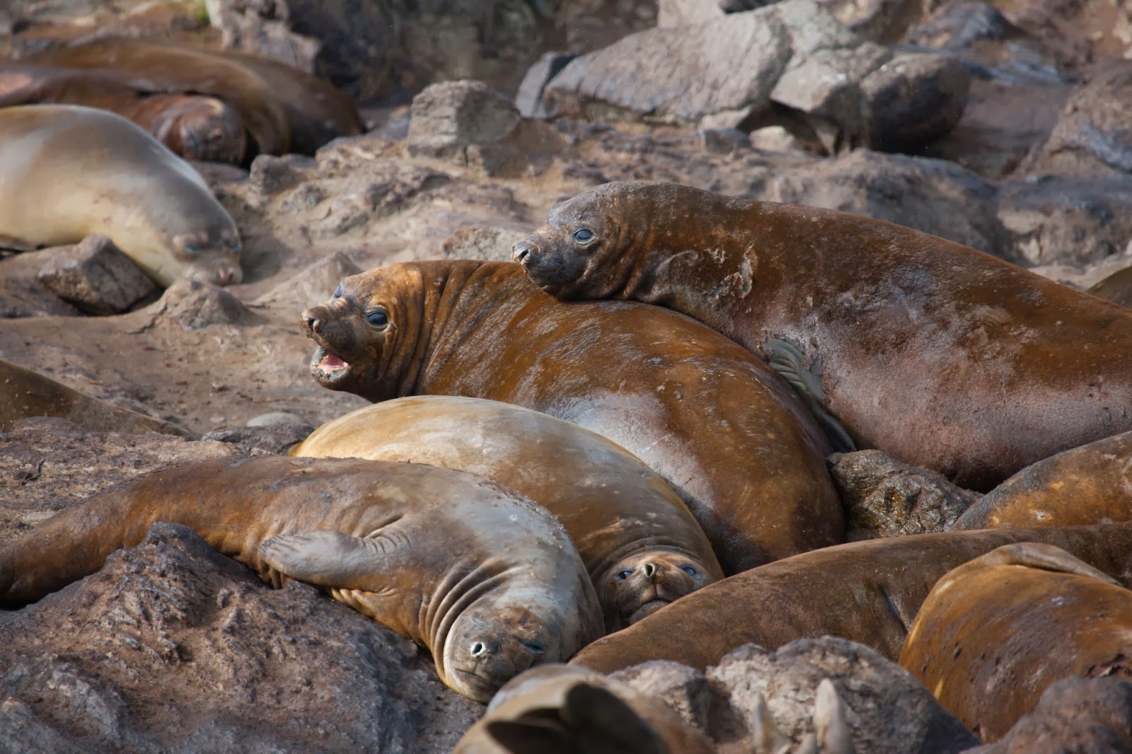Garden Birds and other sightings...: Antarctica - Turret Point