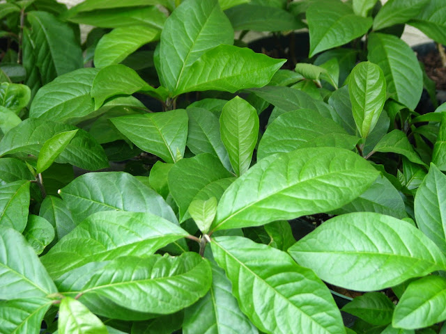 8 Amazing Health Benefits Of Guinea Hen Weed ( petiveria alliance )