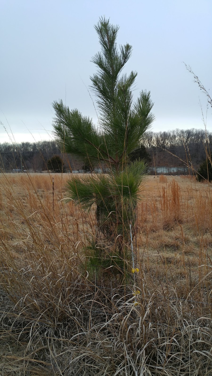 Foxtail Farm Katahdins