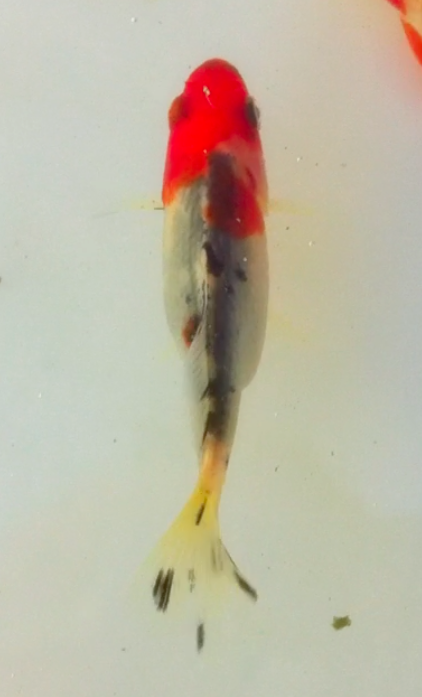 Goldfish Garage: A Two Car Fishroom: Japanese Shubunkin Standard Tail ...