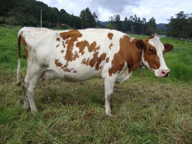 Vaca Blanca y Marrón | Fotos De Todo Tipo De Animales