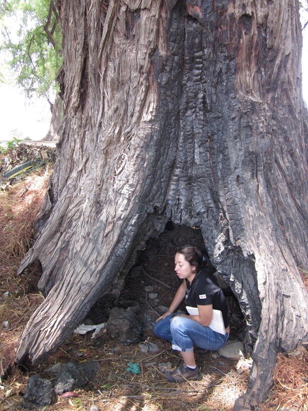 El cuexcomate: Etnobotánica del ahuehuete