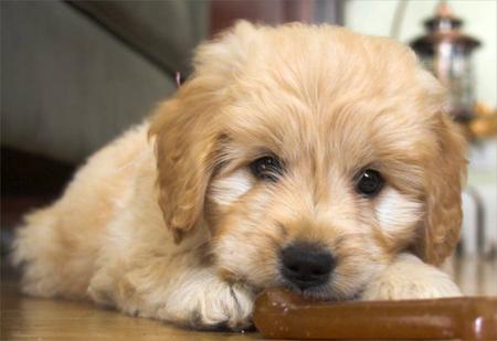 Animal Encyclopedia: Goldendoodle