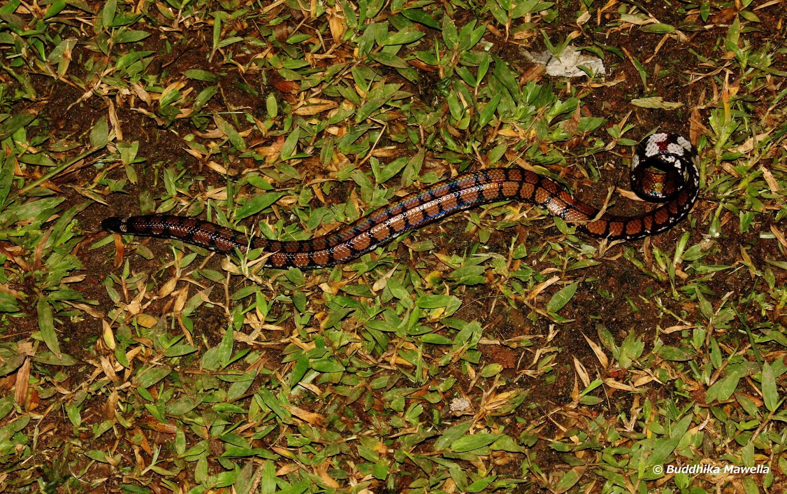 Lanka Nature Summary: Sri Lankan Pipe Snake (Cylindrophis maculatus)