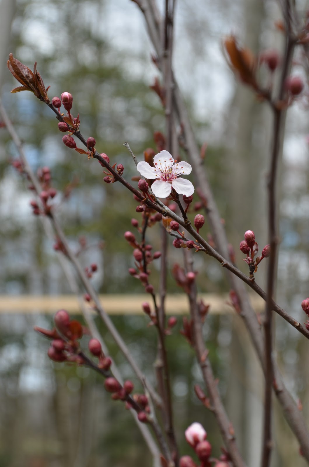 Charming the Birds from the Trees: Thunder Cloud Plum Trees...